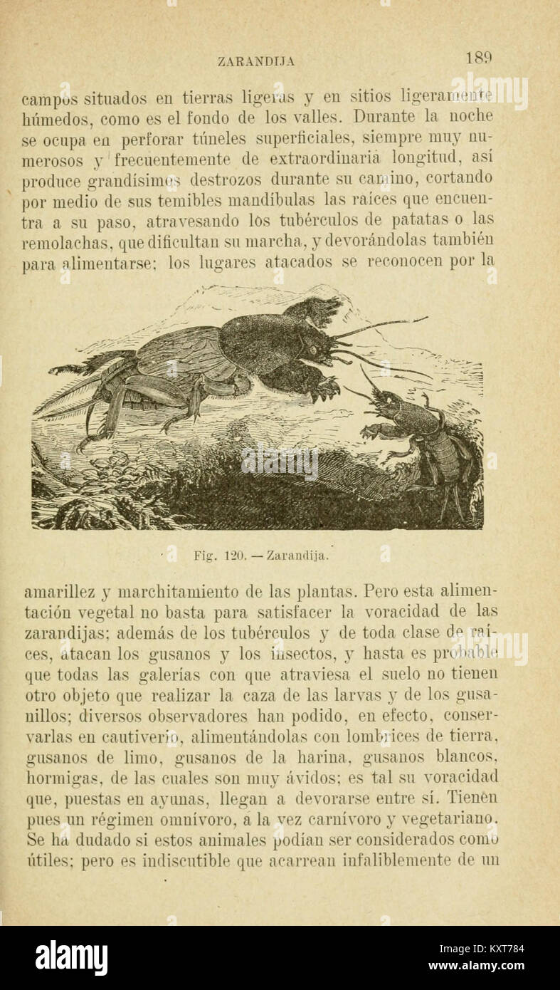 Page from an agricultural entomology and parasitology study describing ...