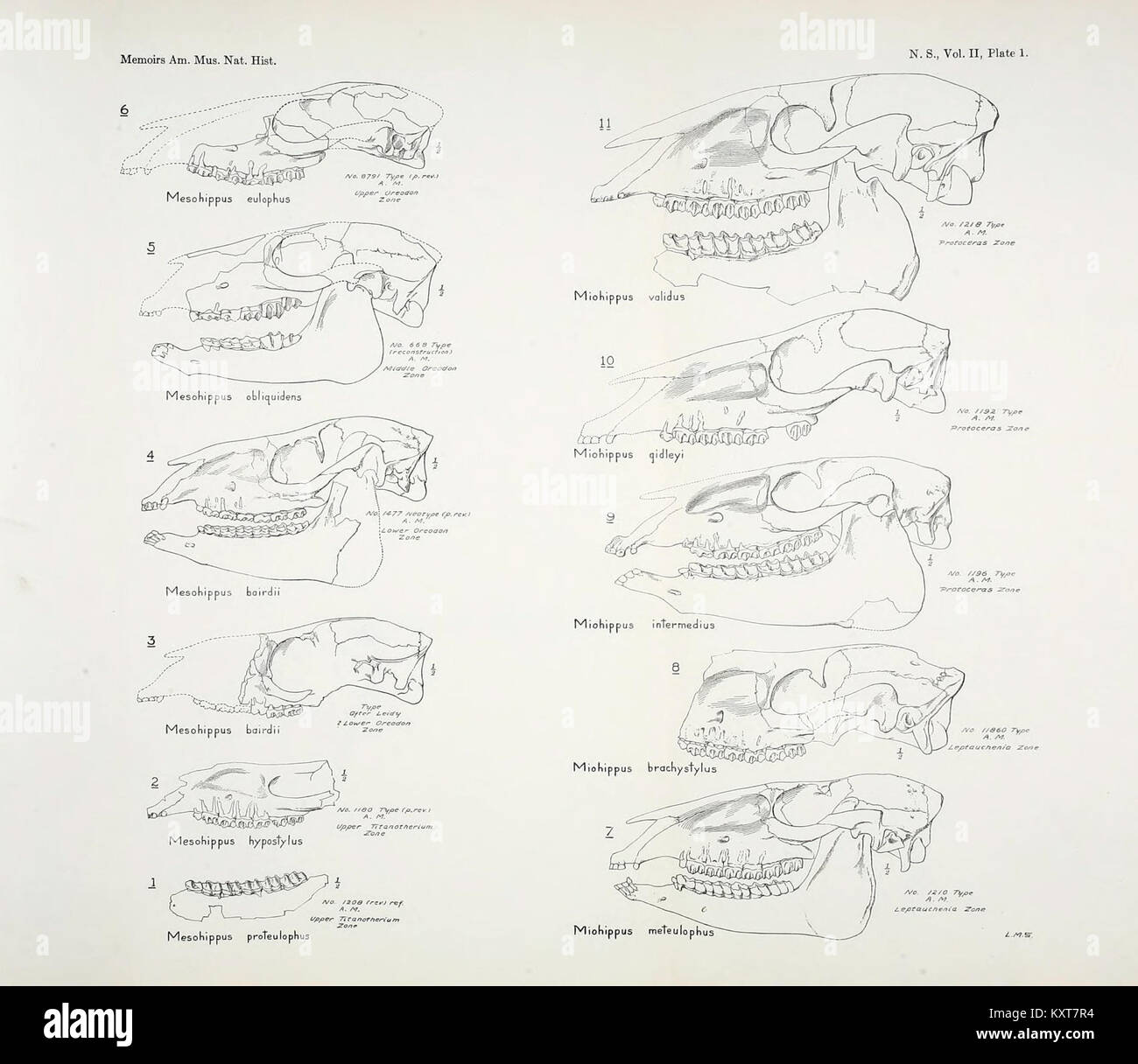 This work presents an iconographic revision of Equids (horse family ...