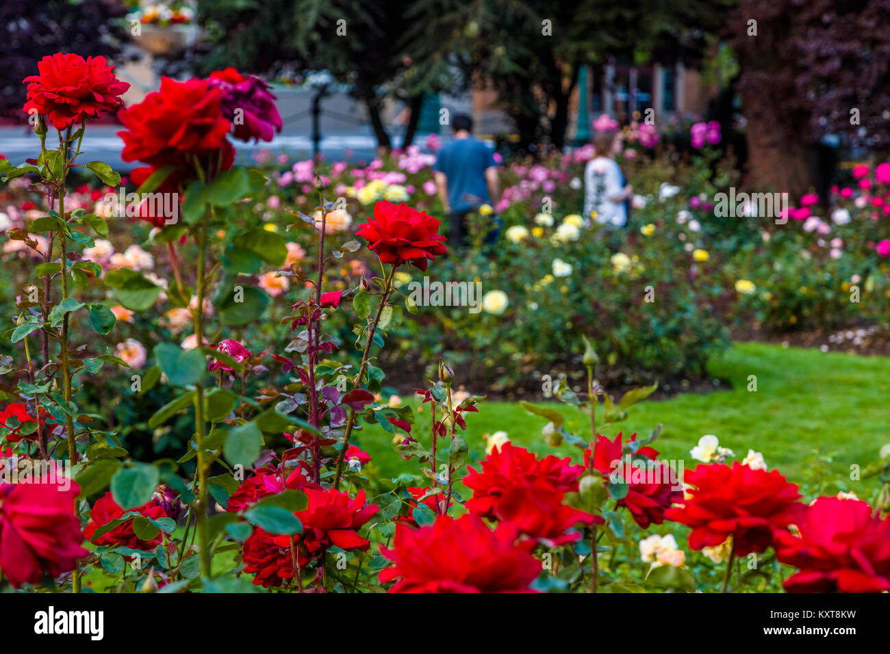 Blooms gardens flowers hi-res stock photography and images - Alamy