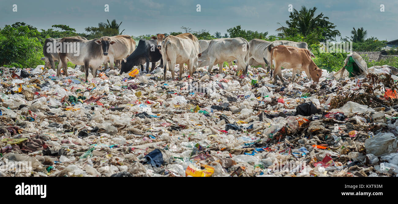 cows eating plastic waste dumped in a open field in Yangon, Myanmar ...