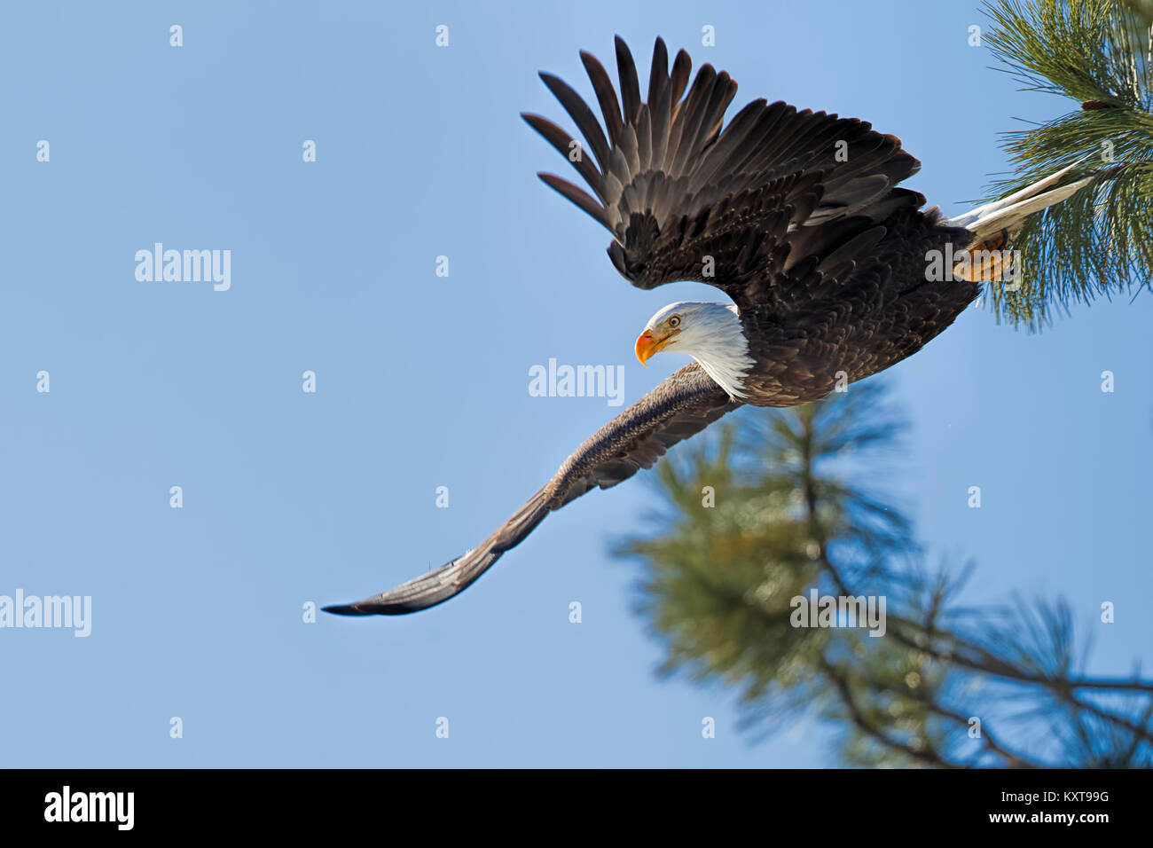 An alert eagle takes flight from on a branch near Coeur d'Alene, Idaho ...