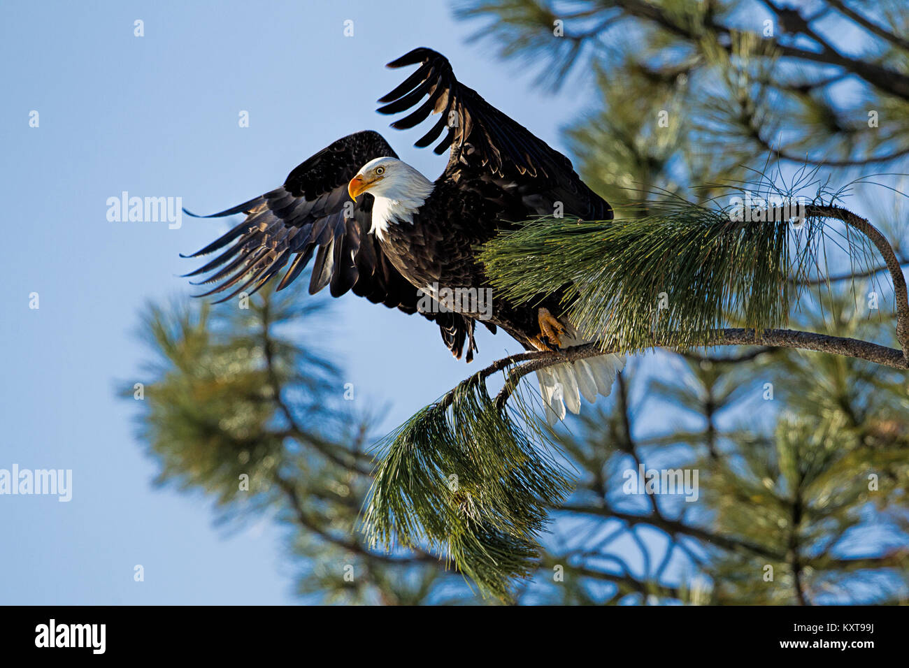 An alert eagle takes flight from on a branch near Coeur d'Alene, Idaho ...