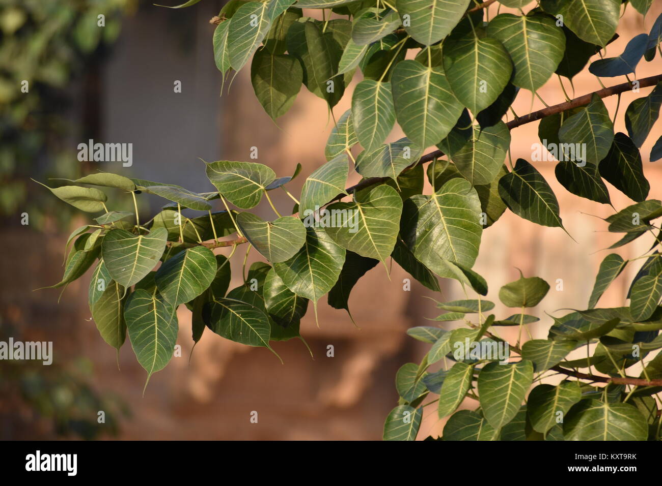 beauty of natural leaves Stock Photo - Alamy