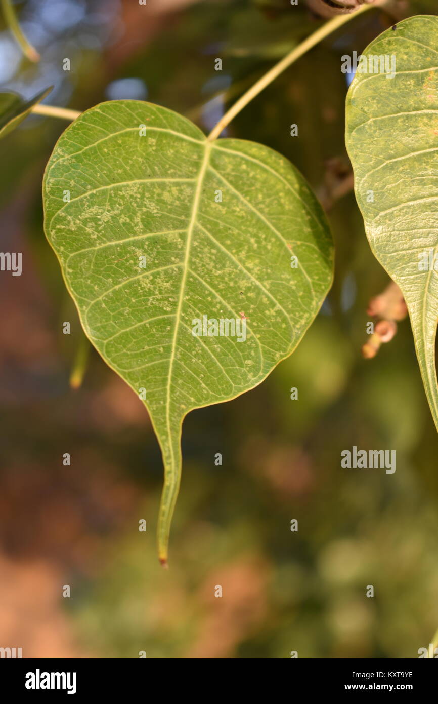 beauty of natural leaves Stock Photo - Alamy