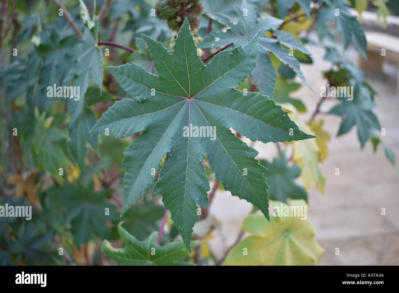 beauty of natural leaves Stock Photo - Alamy
