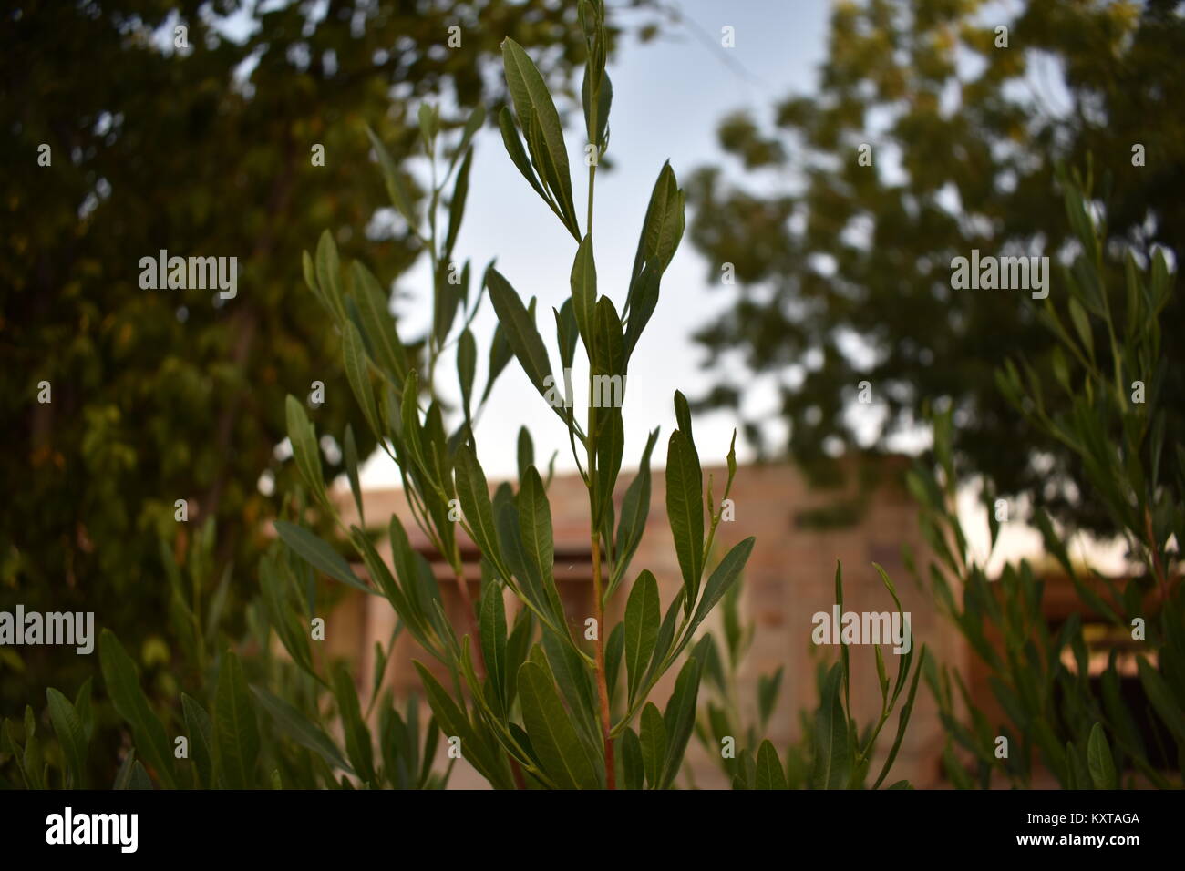 beauty of natural leaves Stock Photo - Alamy