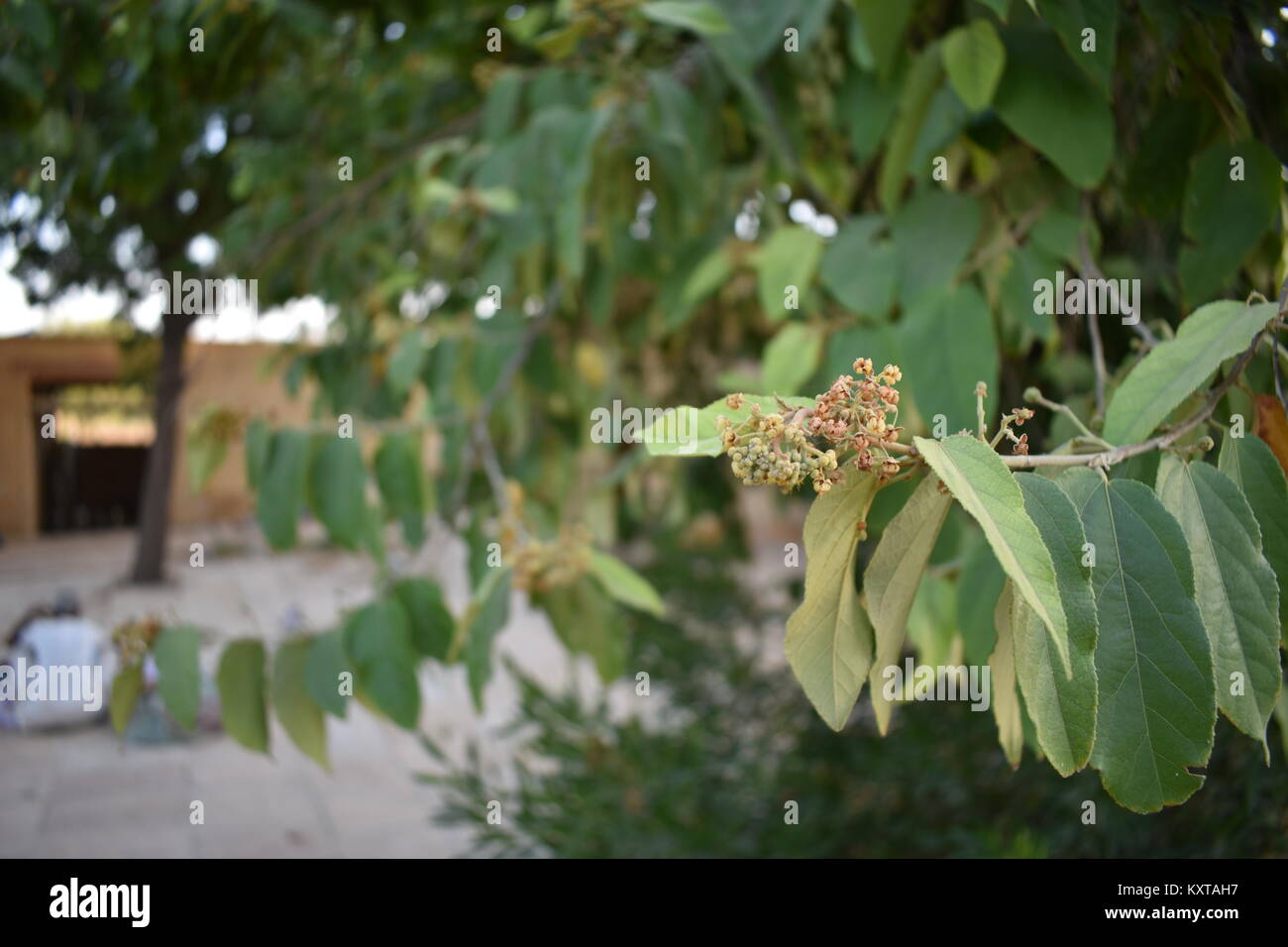 beauty of natural leaves Stock Photo - Alamy