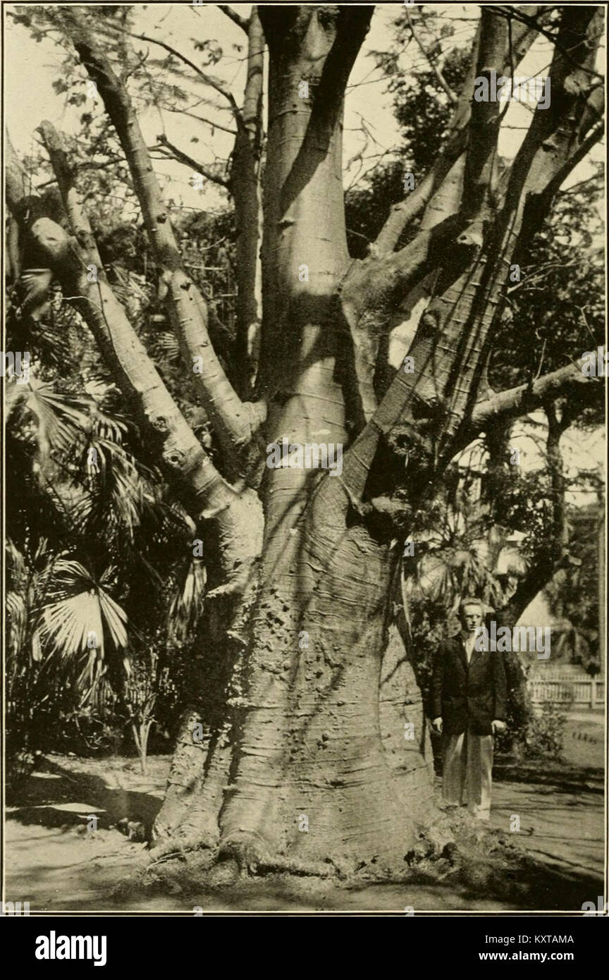 "The ornamental trees of Hawaii" (1917 Stock Photo - Alamy