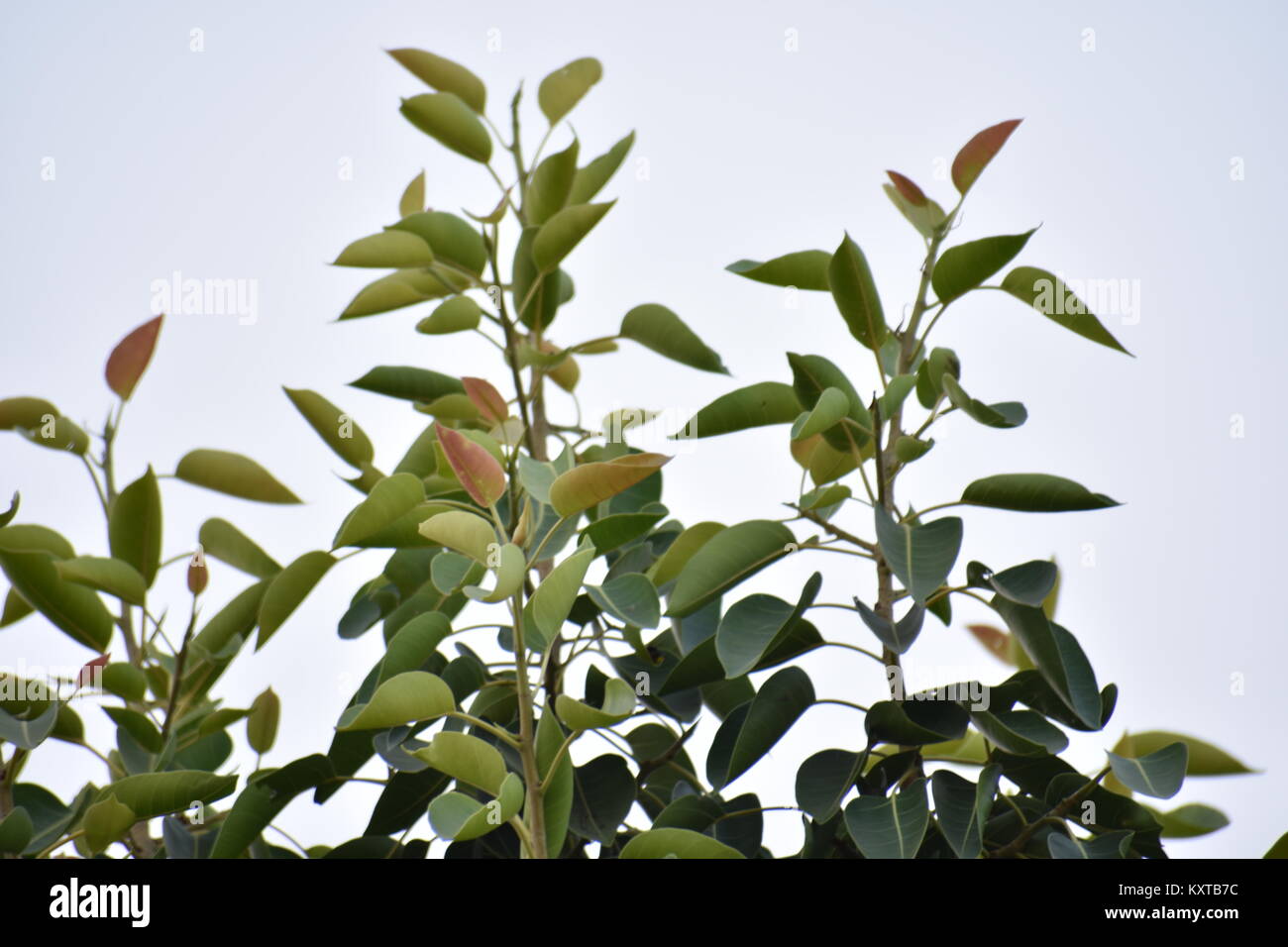 beauty of natural leaves Stock Photo - Alamy