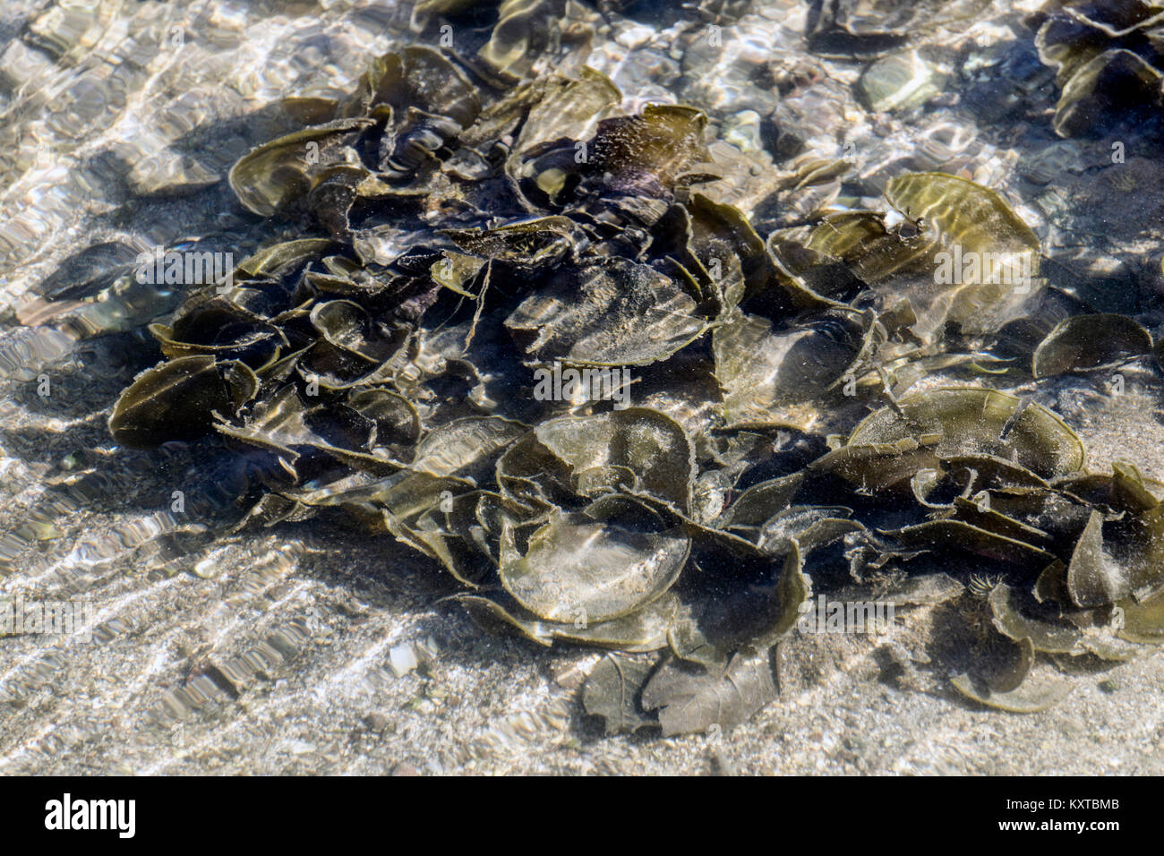 beautiful dark form of sensual olive colored seaweed on light sandy ...