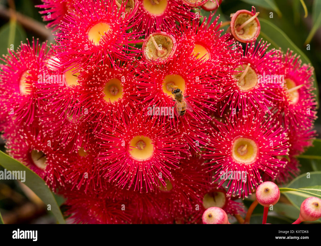 Gum Tree Eucalyptus Flowers