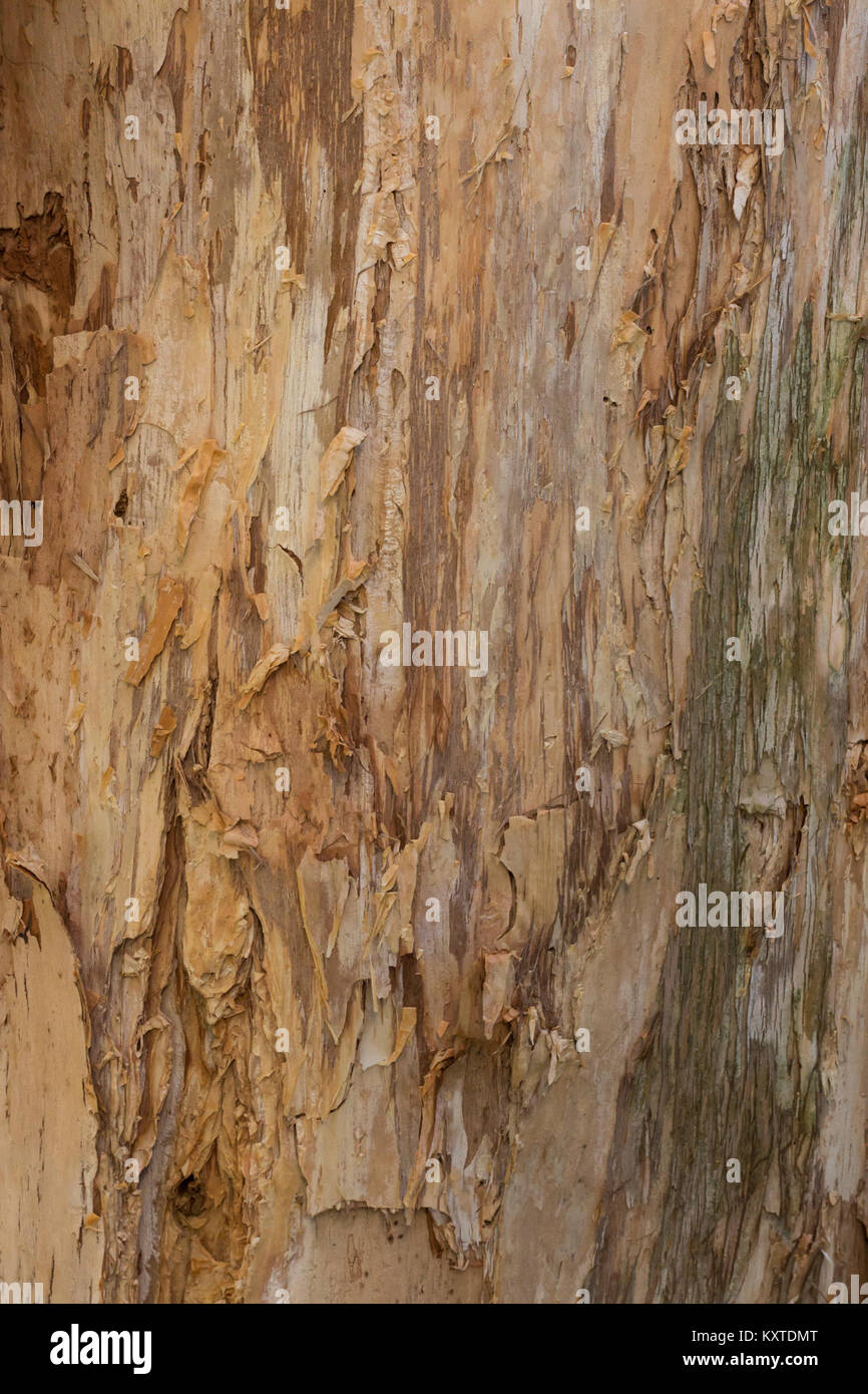 Eucalyptus tree peeling bark hi-res stock photography and images - Alamy