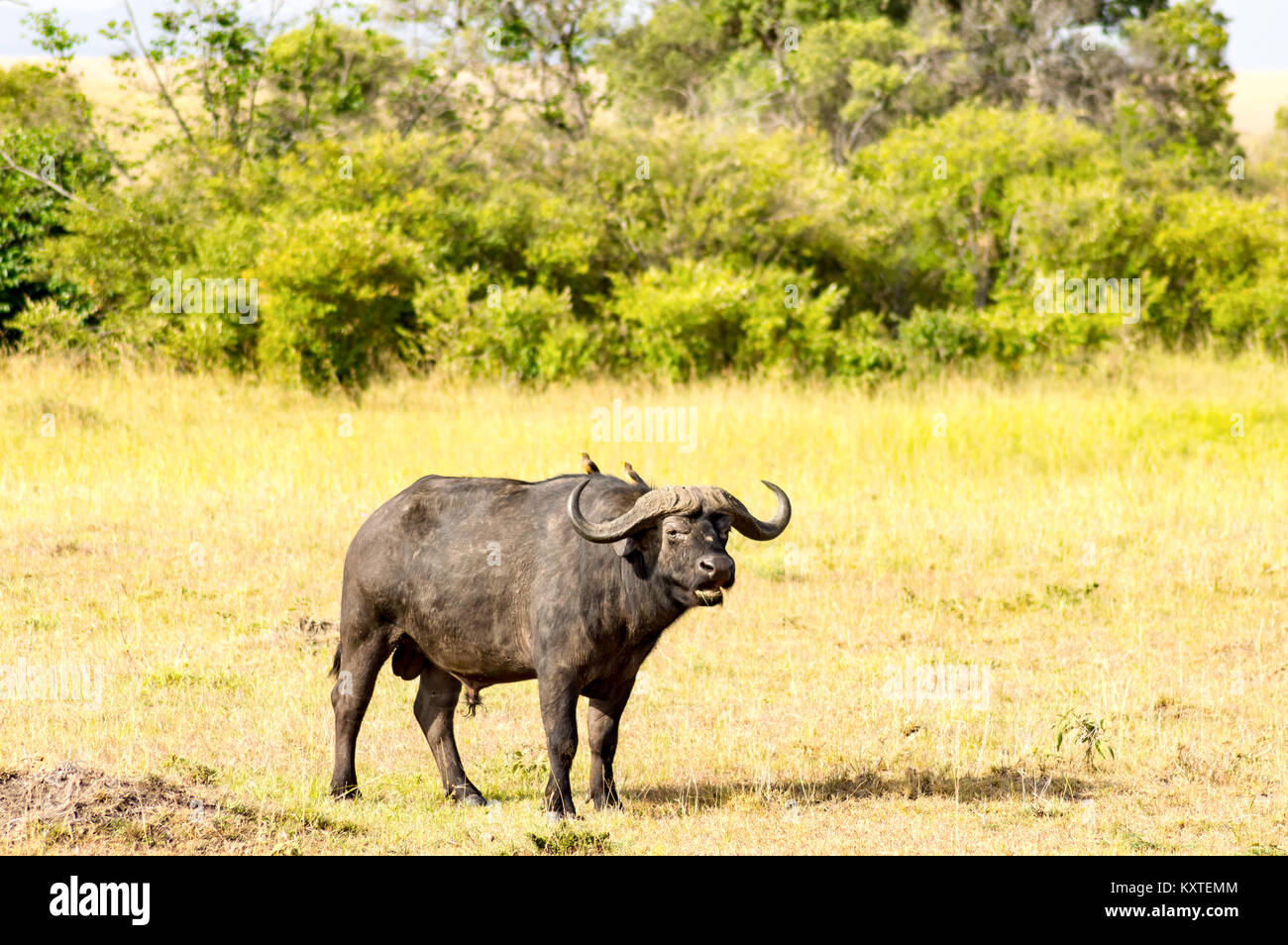 Isolated Buffalo grazing in the savannah of Maasai Mara Park in North ...