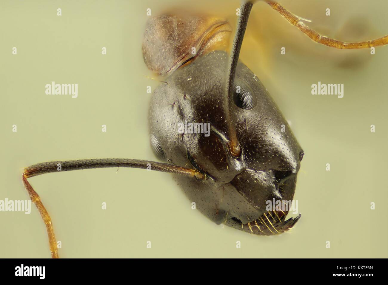 Microscope ant hi-res stock photography and images - Alamy