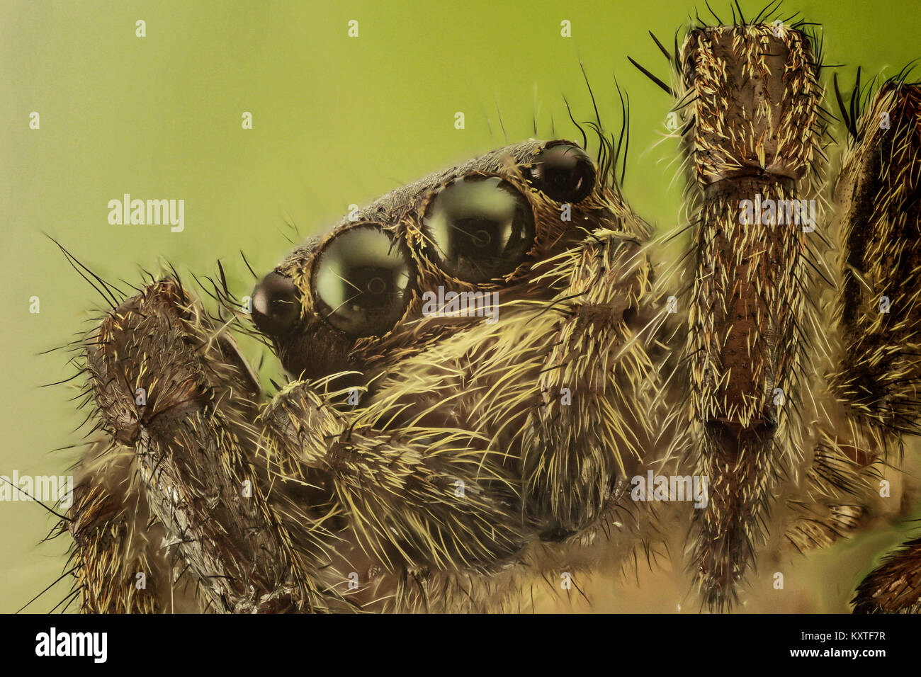 Close-up spider. Spider eyes Stock Photo - Alamy