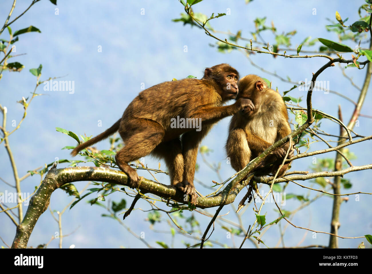 Assamese Macaque (Macaca assamensis)mother covering youngs eyes, along ...