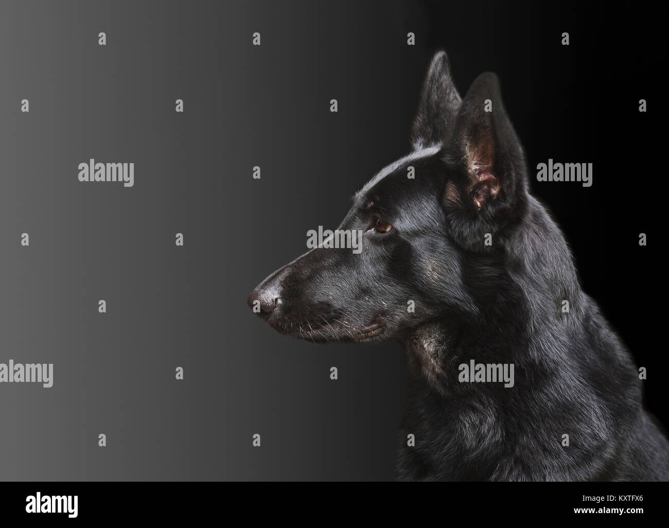 Profile portrait of german shepherd dog hi-res stock photography and ...