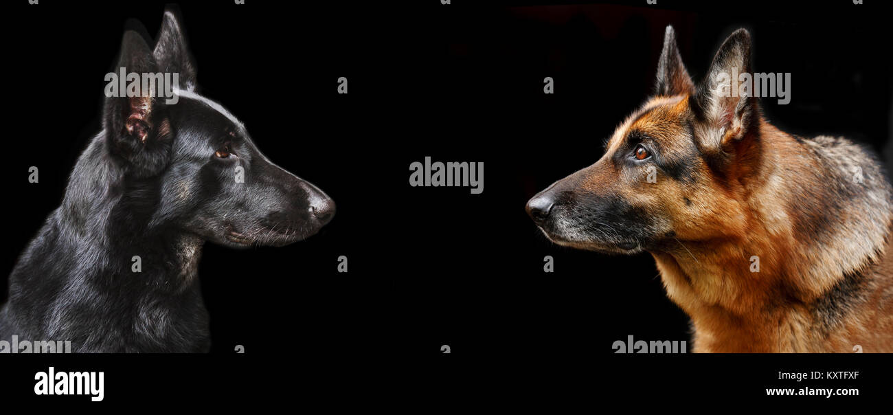 Portrait of two dogs of German shepherds of black and black colors on a ...