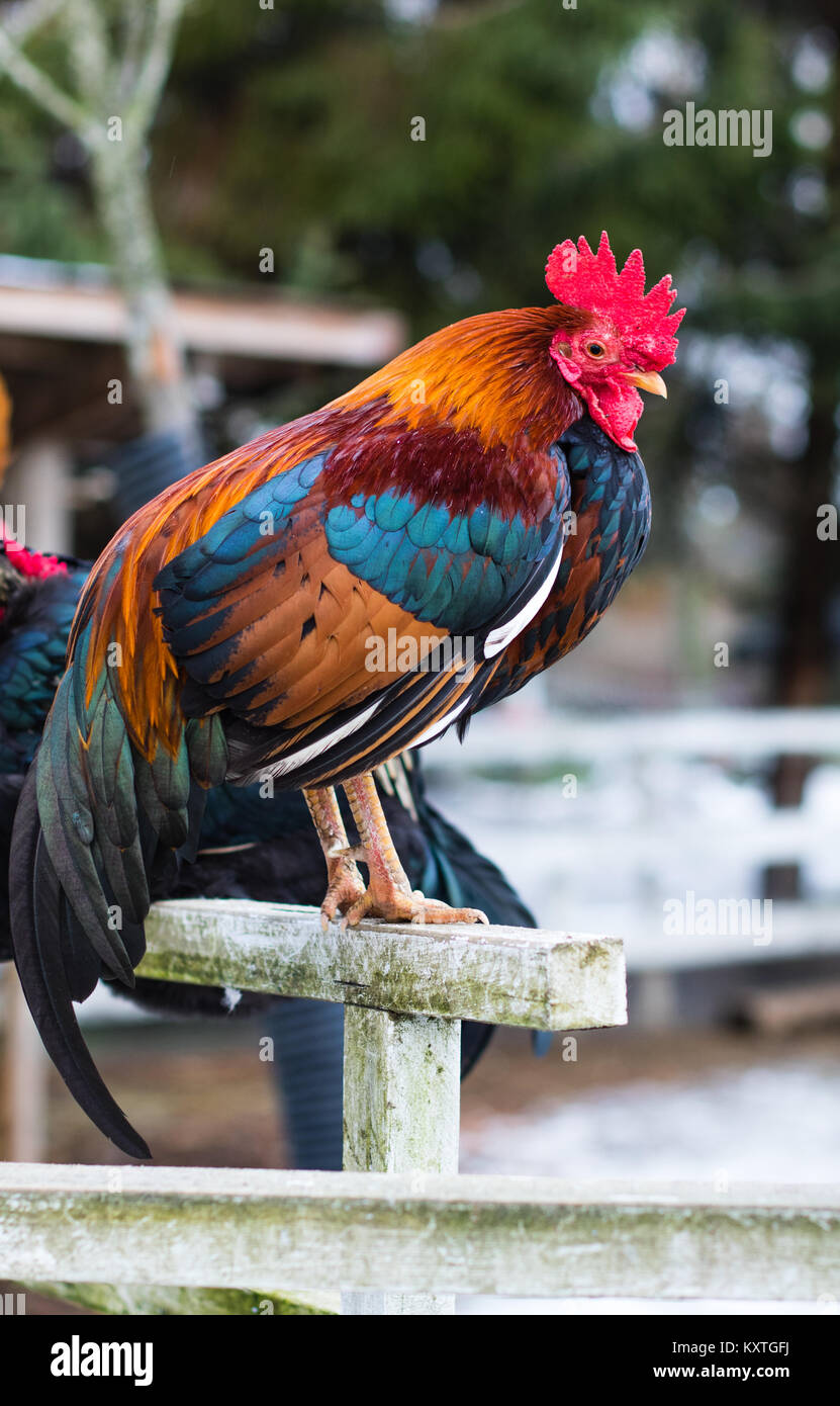 Beautiful rooster portrait. Colorfull chicken Stock Photo - Alamy