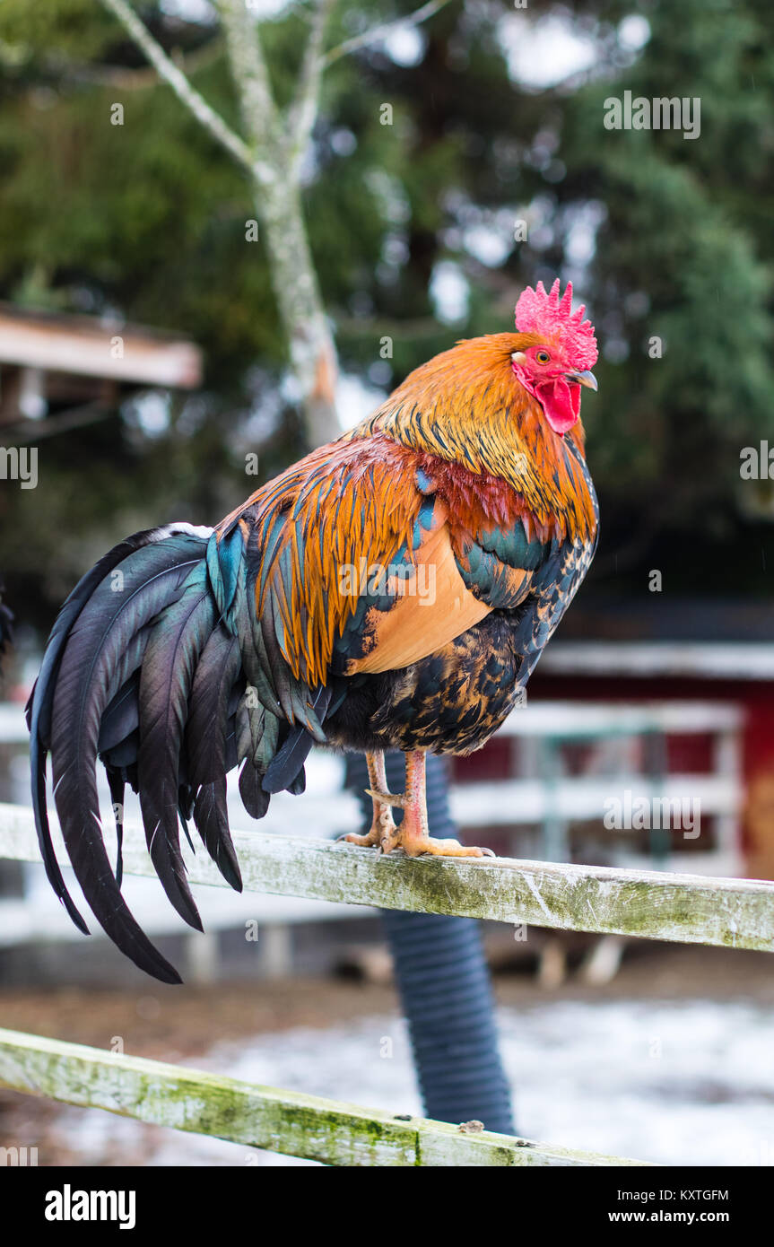 Beautiful rooster portrait. Colorfull chicken Stock Photo - Alamy