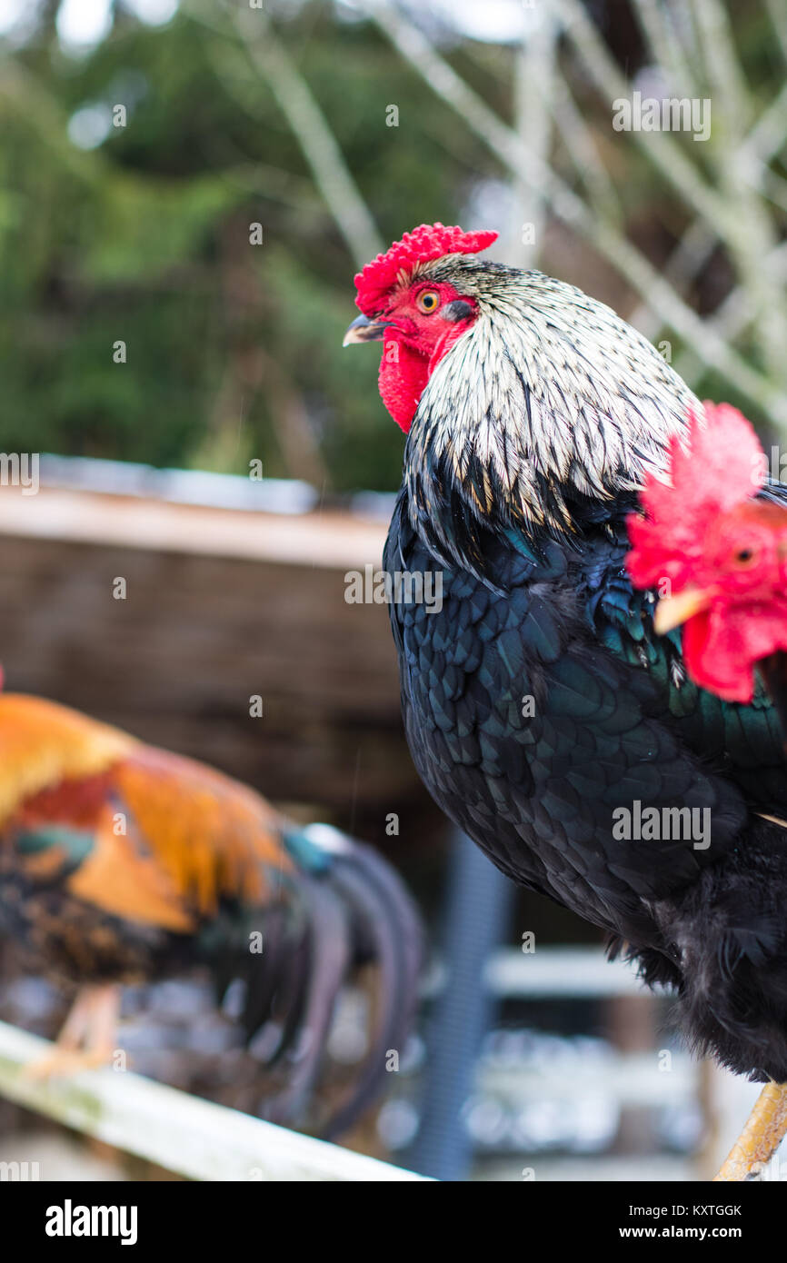 Beautiful posing cock looking at camera. Chickens at petting zoo at country farm market Stock ...