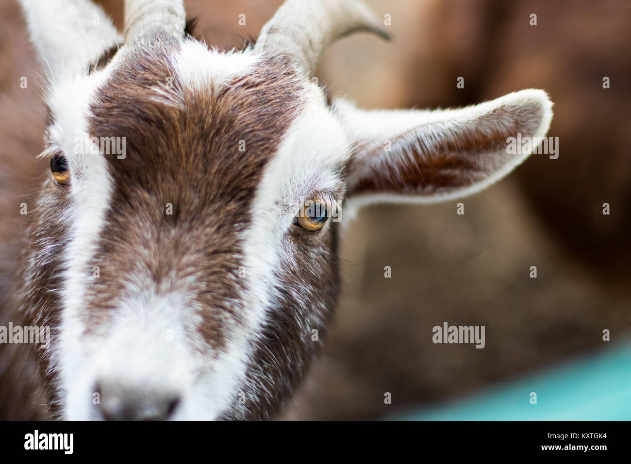 White and brown goat hi-res stock photography and images - Alamy