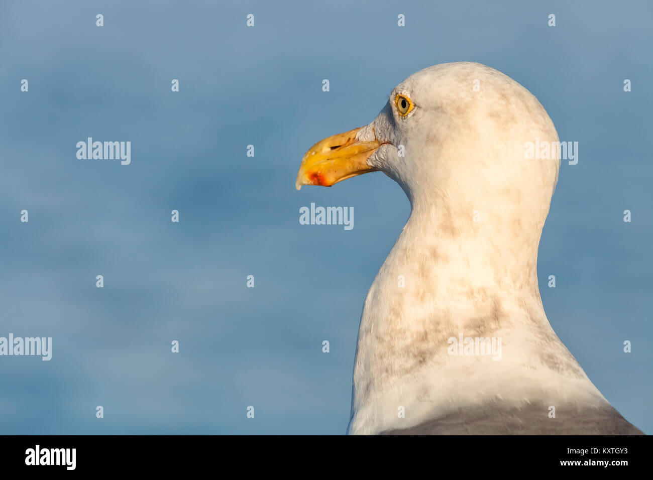 Head portrait of a western gull ( Larus occidentalis Stock Photo - Alamy