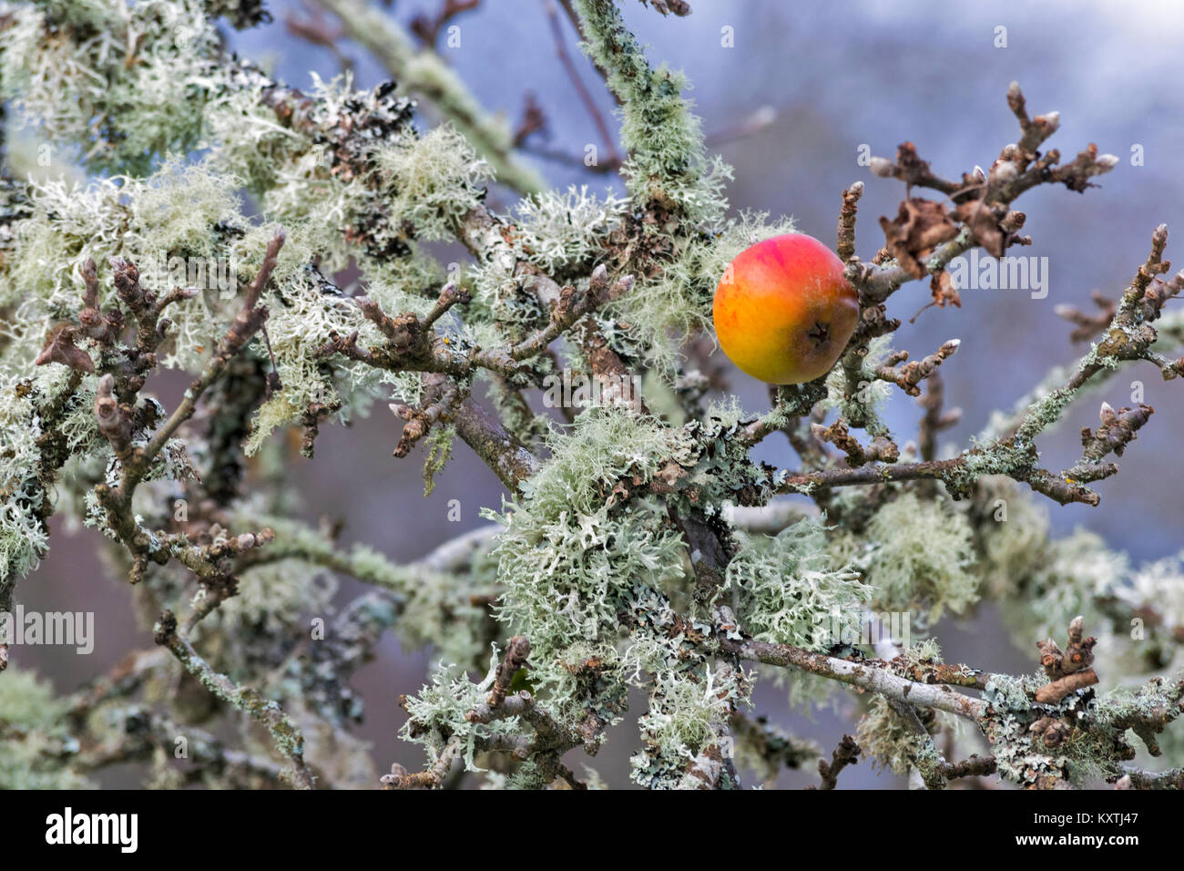 Ancient apple tree hi-res stock photography and images - Alamy