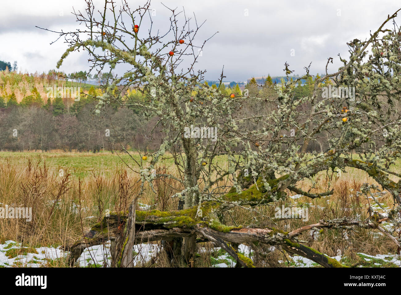 Ancient tree in winter hi-res stock photography and images - Alamy