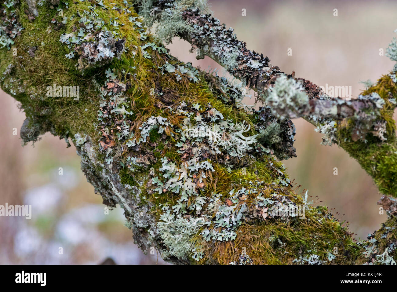 LICHENS AND MOSS GROWING ON THE TRUNK OF AN ANCIENT APPLE TREE ALONG ...