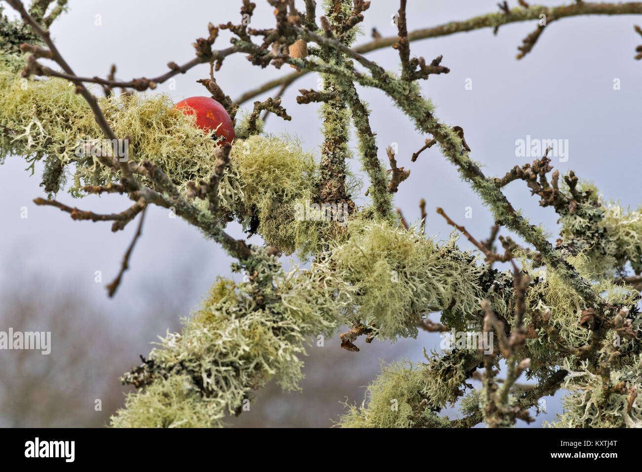 Ancient tree in winter hi-res stock photography and images - Alamy