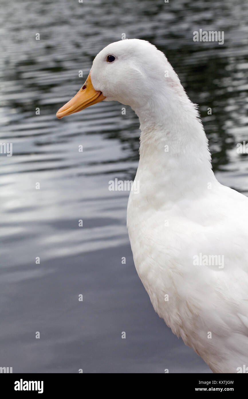 Aylesbury Duck (Anas platyrhynchos). Domestic breed. Portrait Stock ...