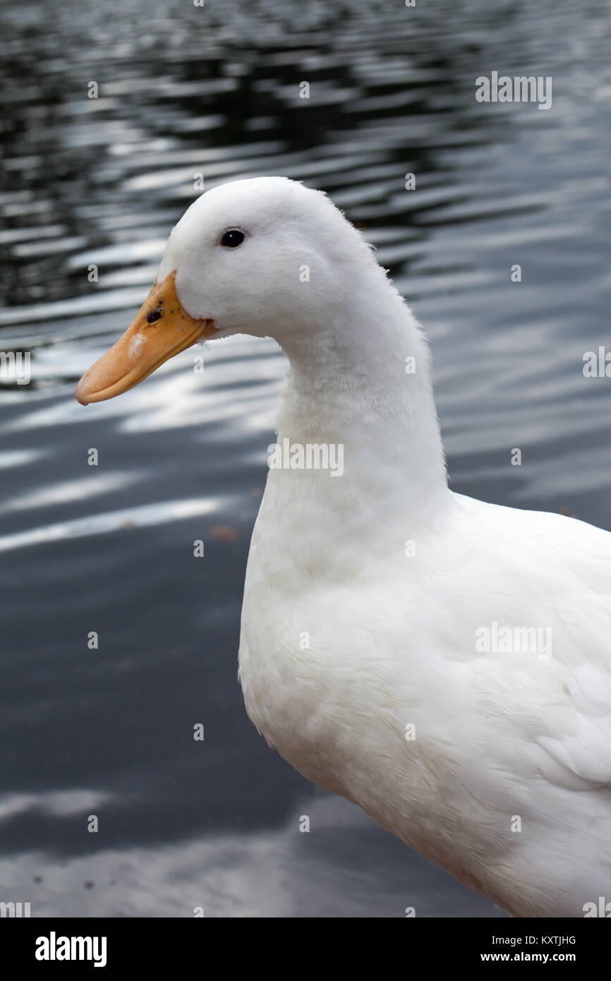 English white duck hi-res stock photography and images - Alamy