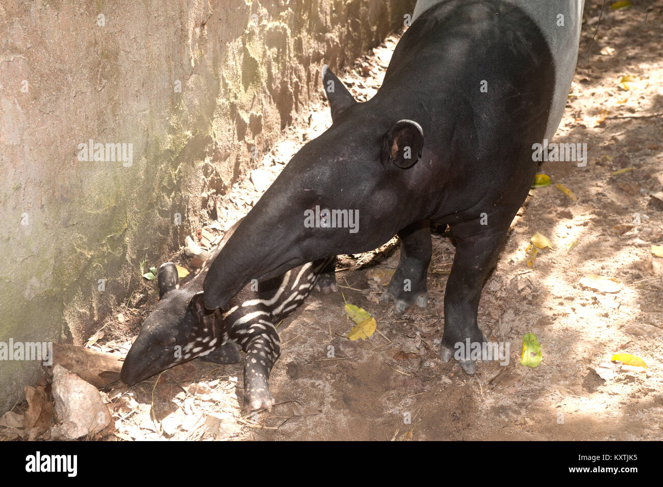 Malayan tapir (Tapirus indicus), also known as the Asian tapir Stock ...