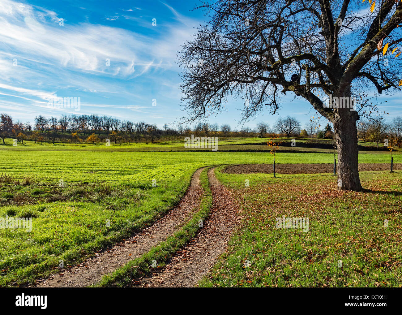 Green Field With An Autumnal Deciduous Tree High Resolution Stock ...