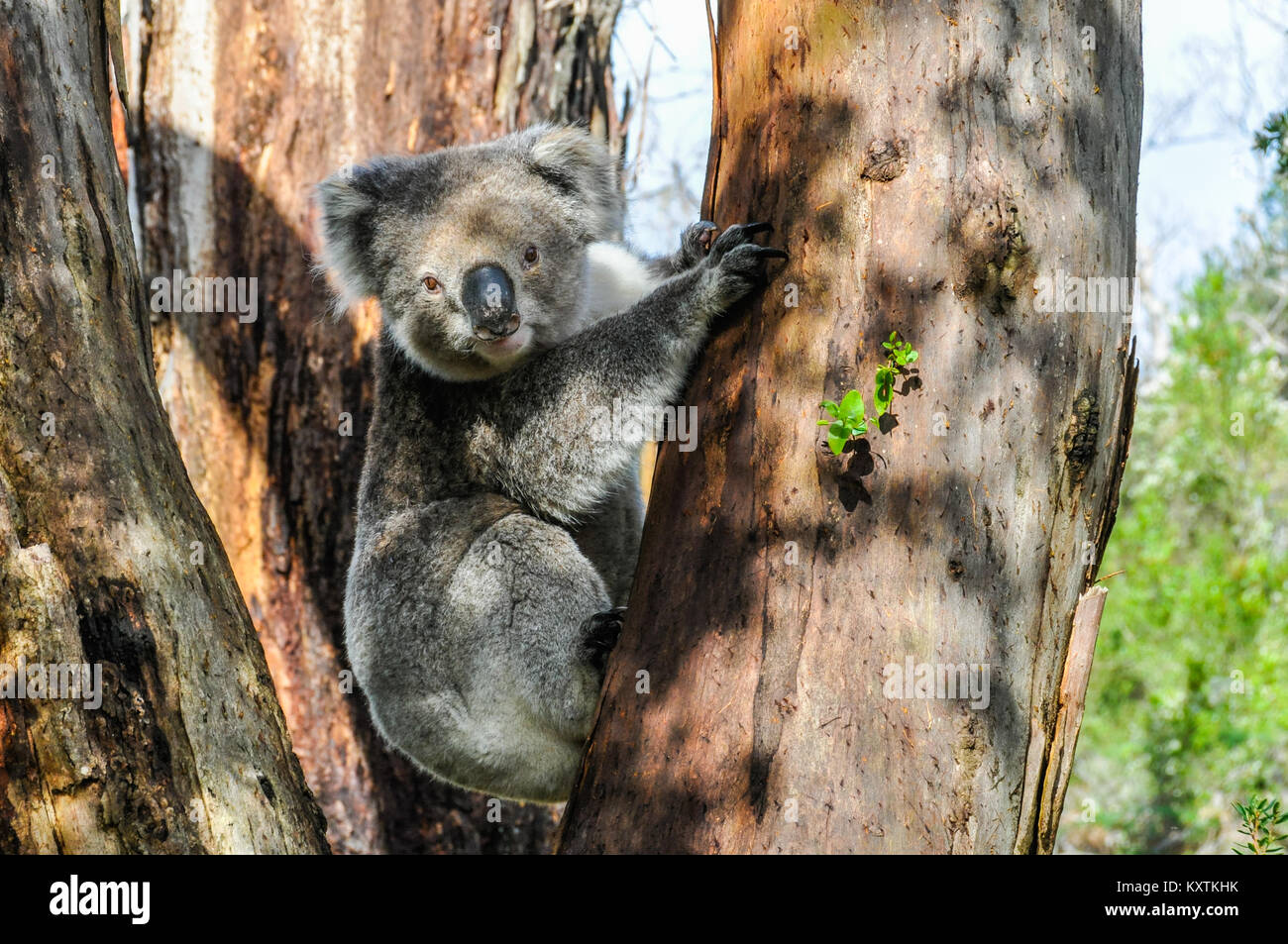 Koala climbing a tree on the Great Ocean Road in Australia Stock Photo ...