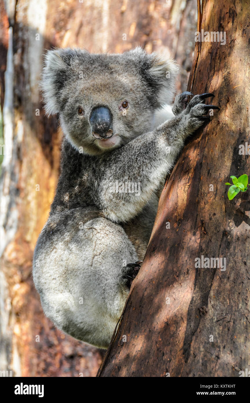 Koala climbing a tree on the Great Ocean Road in Australia Stock Photo ...