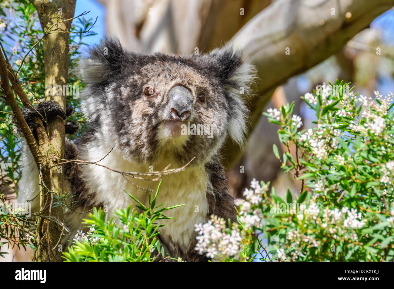 Koala watching on the Great Ocean Road in Australia Stock Photo - Alamy