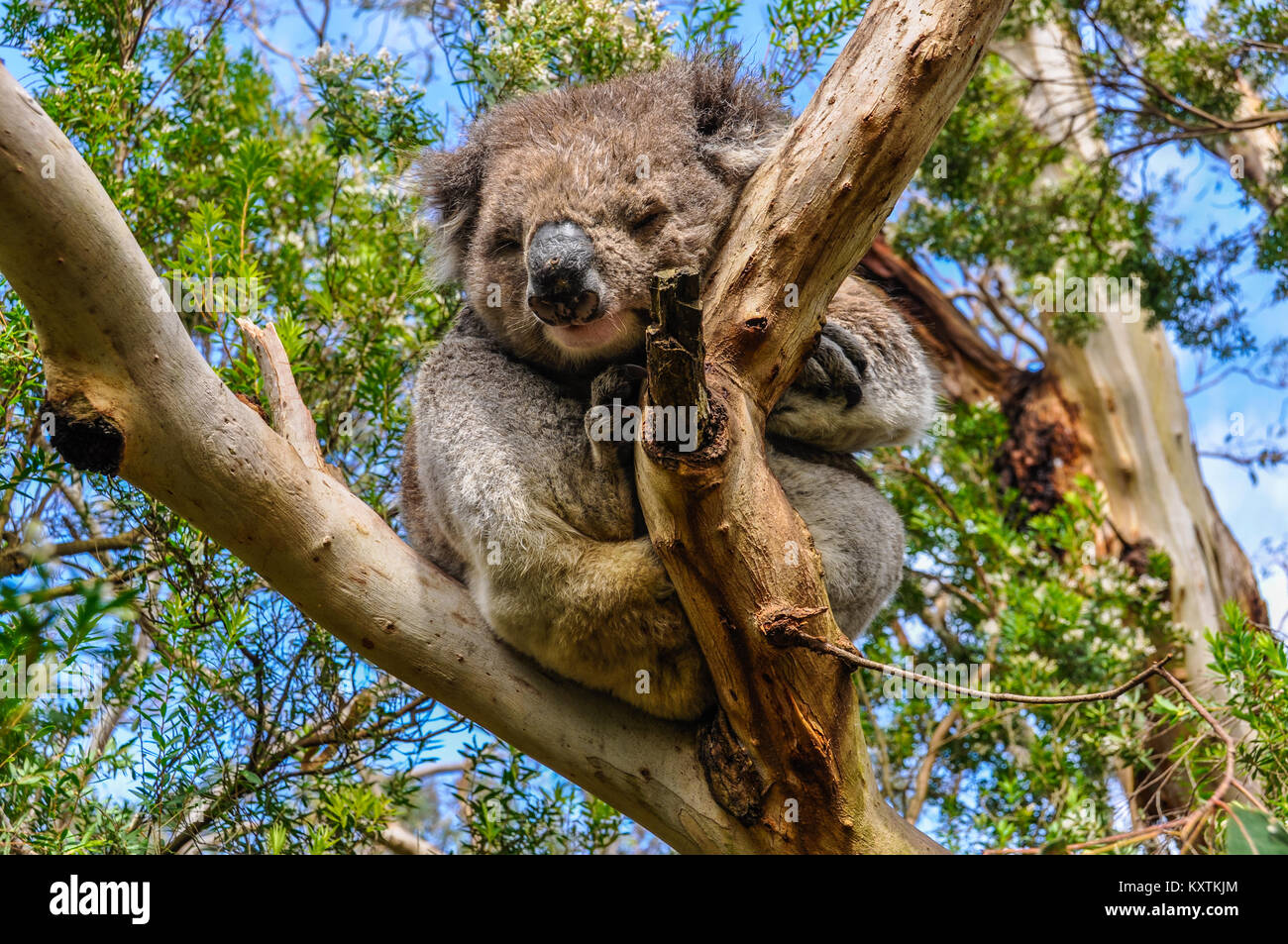 Koala sleeping in tree cape hi-res stock photography and images - Alamy