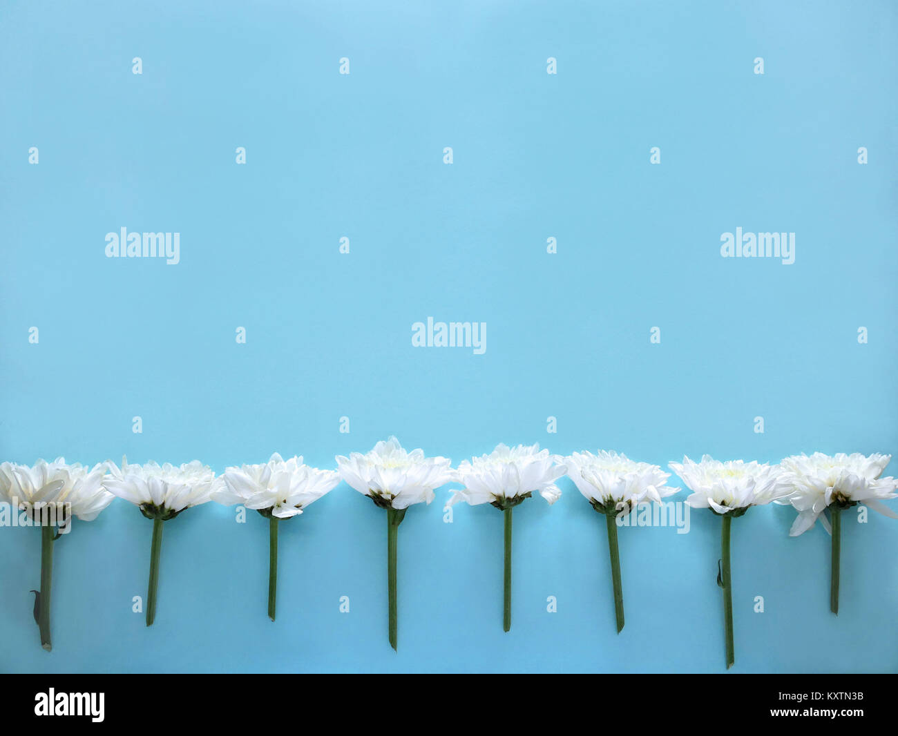 Creative arrangement of white flowers on blue background. Flat lay ...