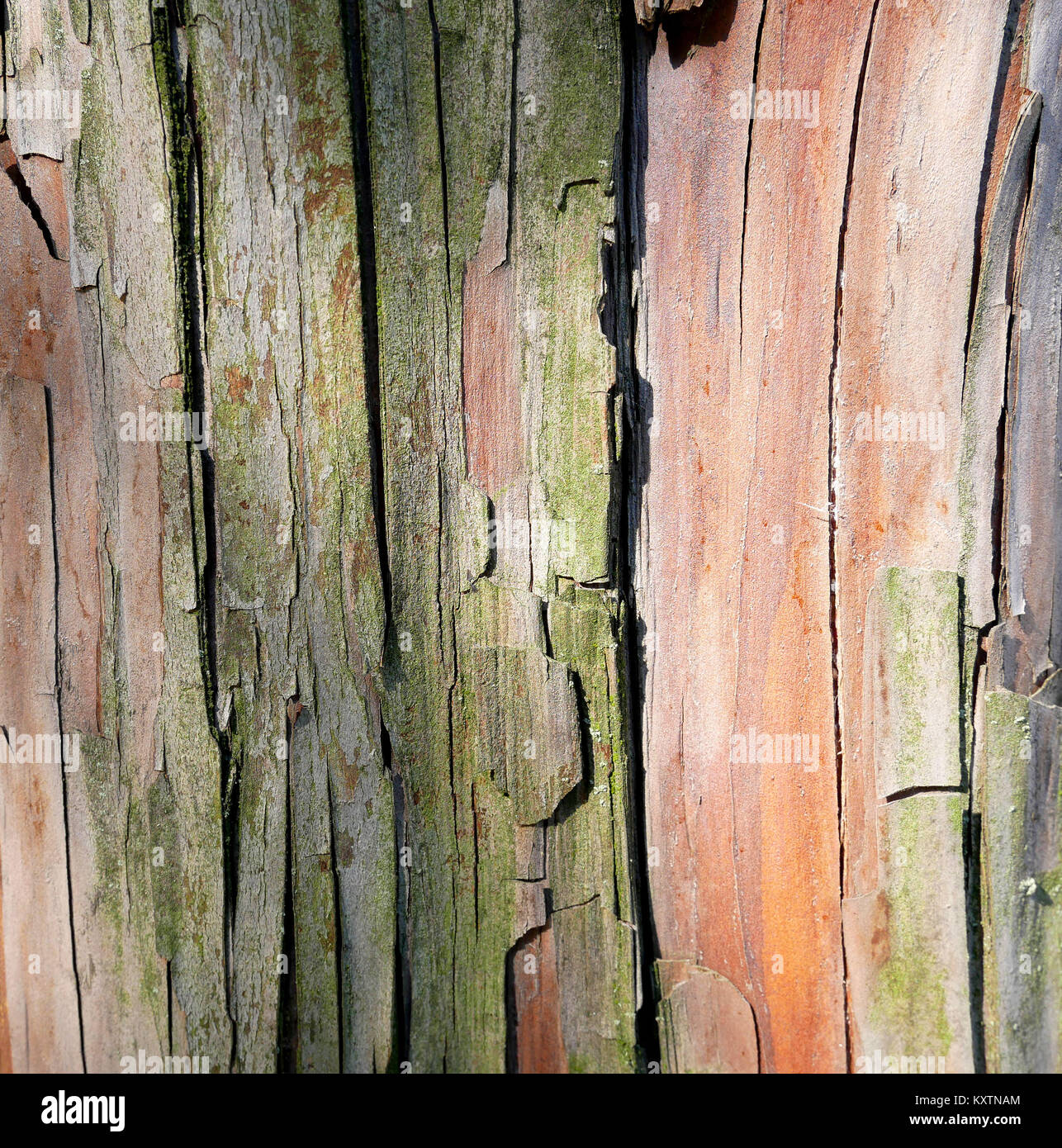Close up tree bark trunk surface texture background Stock Photo - Alamy