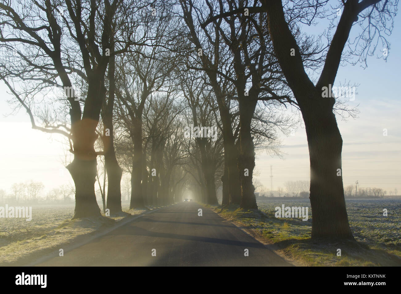 Trees avenue in winter morning. Road in rural scene Stock Photo - Alamy