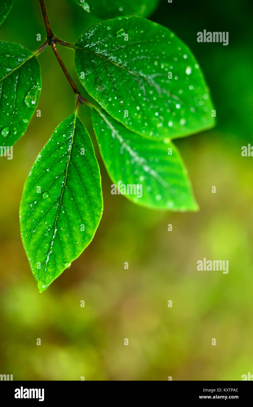 wet spring leaves Stock Photo - Alamy