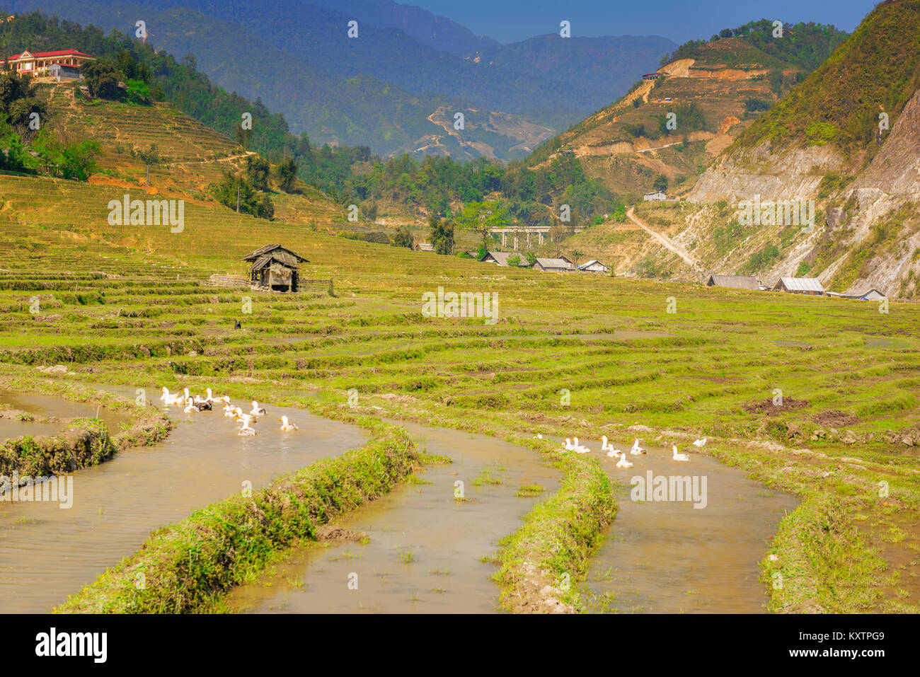 Rice terrace view in Sapa, Vietnam Stock Photo - Alamy