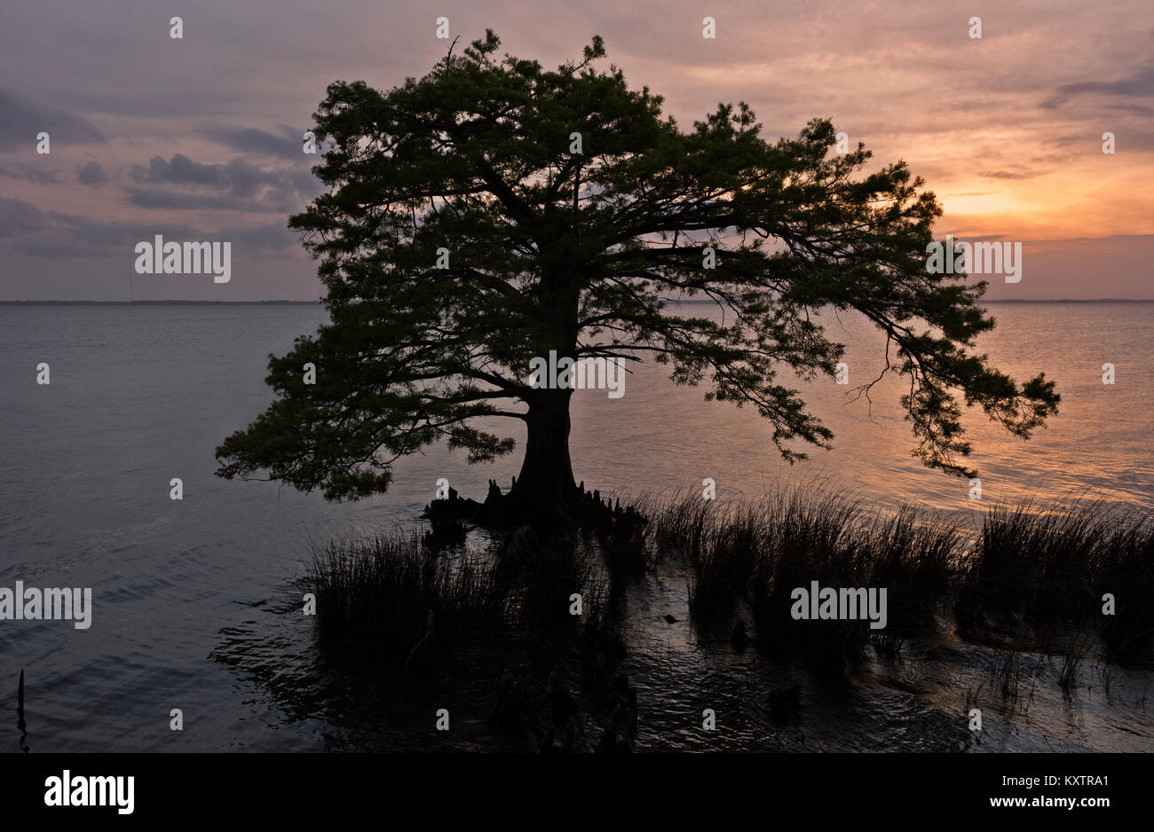 Cyprus knees hi-res stock photography and images - Alamy