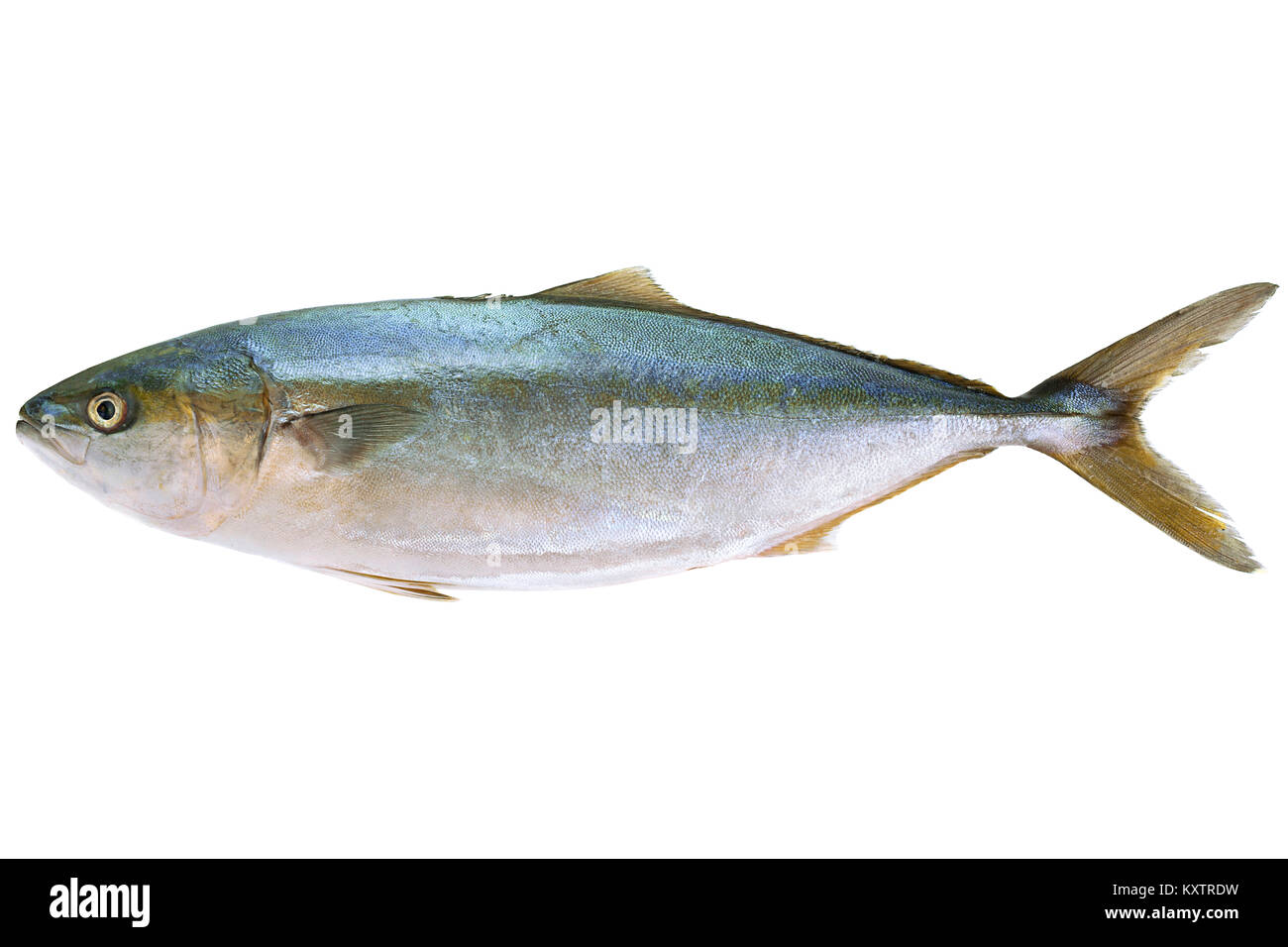 Tuna sea fish isolated on white background Stock Photo - Alamy