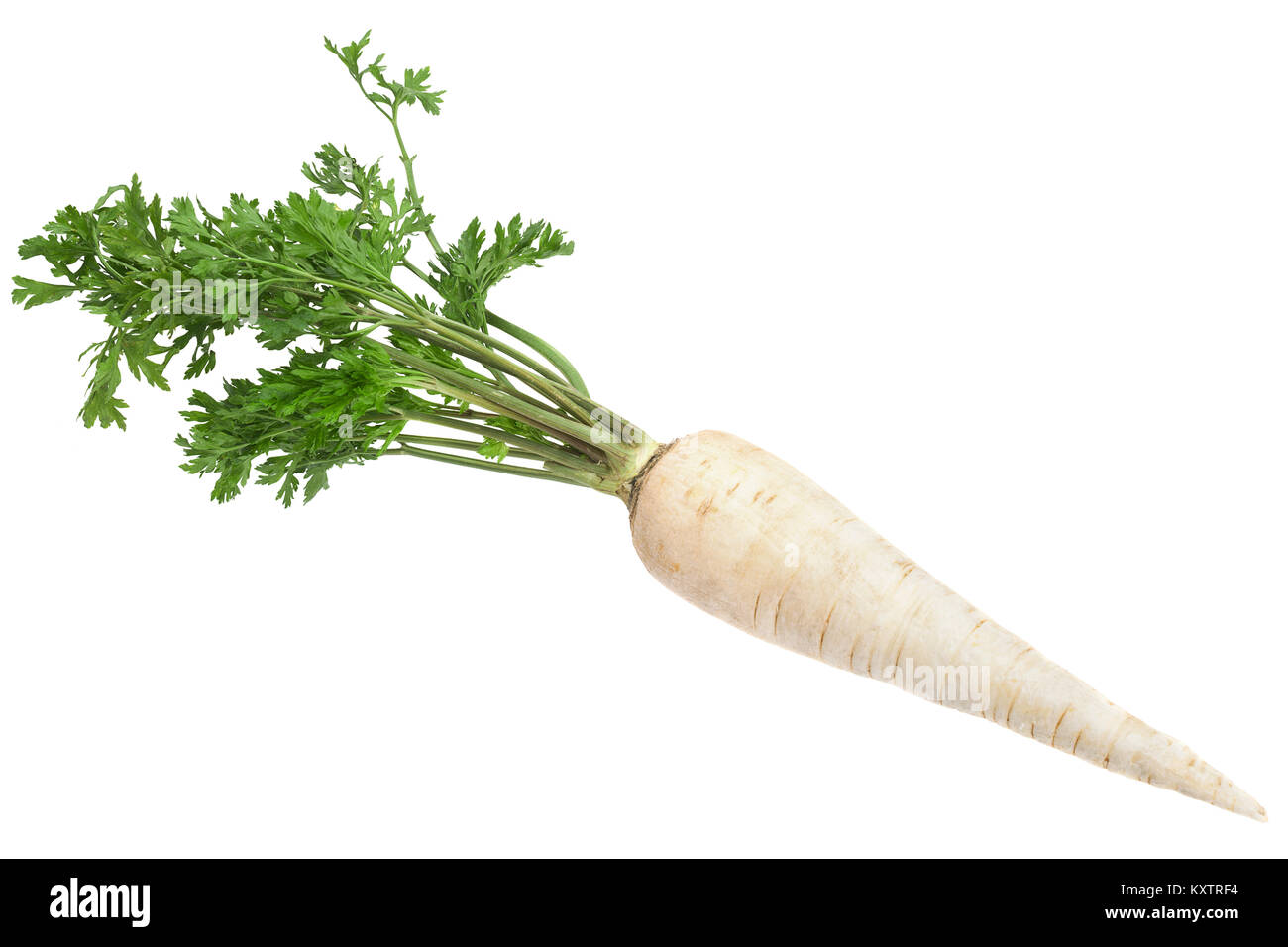 Parsnip root with leaf isolated on white background Stock Photo - Alamy