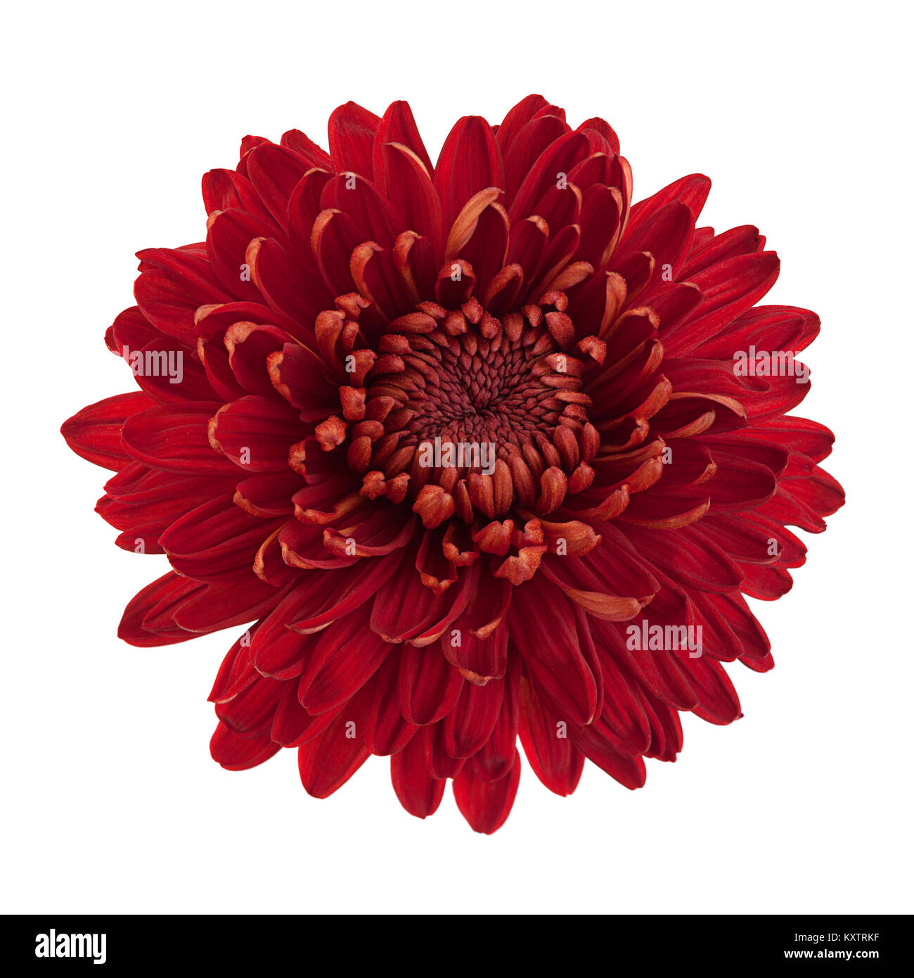 Red chrysanthemum flower closeup isolated on white background Stock ...