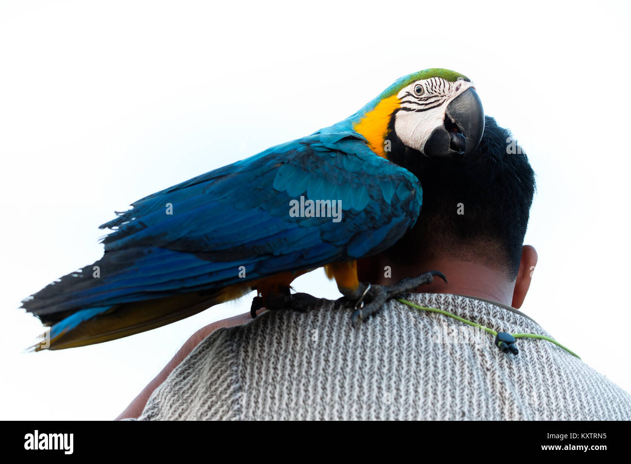 Parrot on mans shoulder hi-res stock photography and images - Alamy
