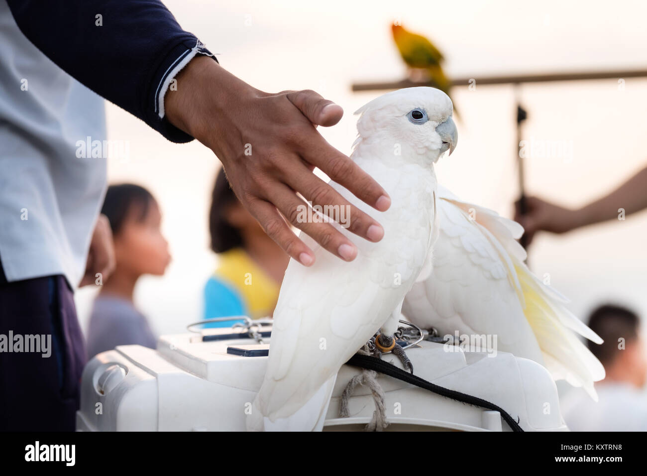 White cockatoo parrot with human's hand Stock Photo - Alamy